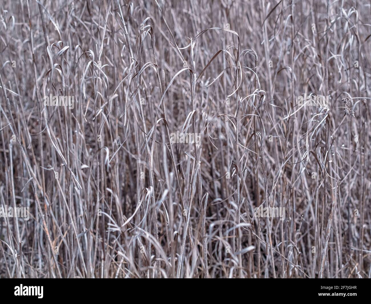 Creative texture of gray dry grass Stock Photo - Alamy