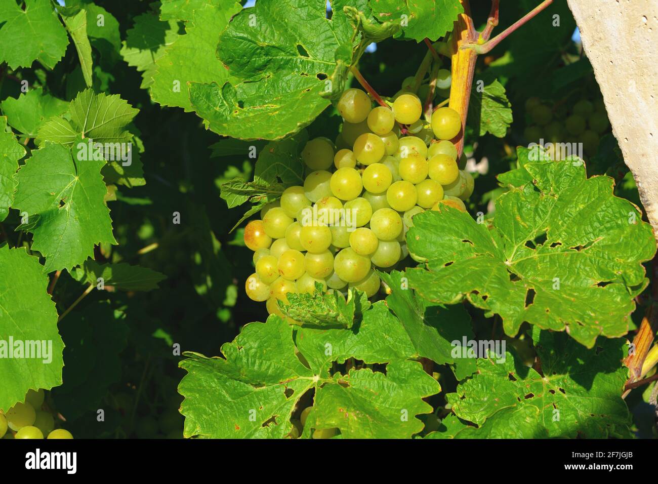 Bunch of green grapes on summer vine Stock Photo - Alamy