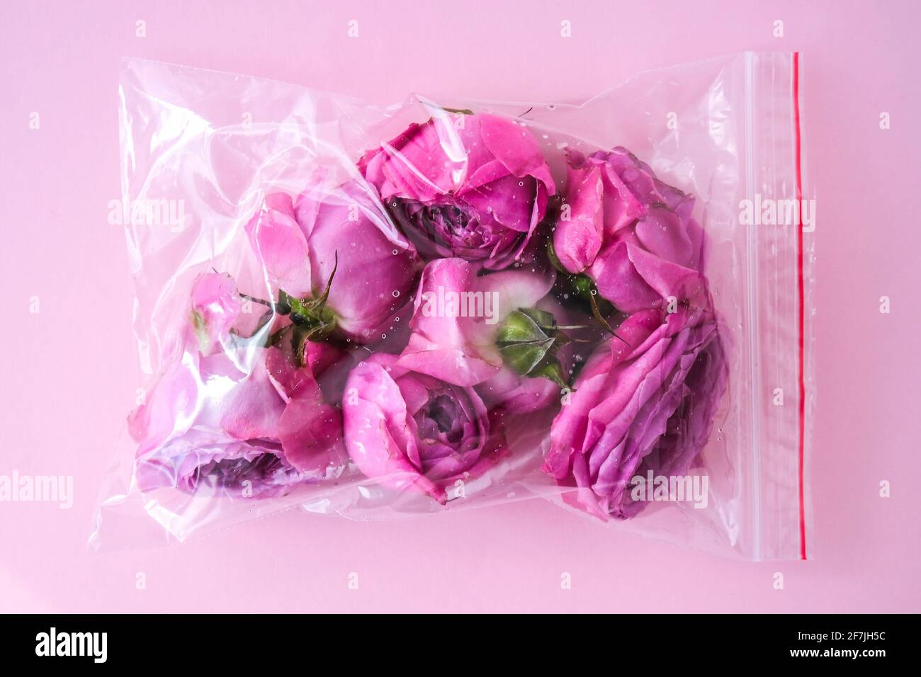 Environmental pollution concept. Flower in a plastic bag. Danger ...