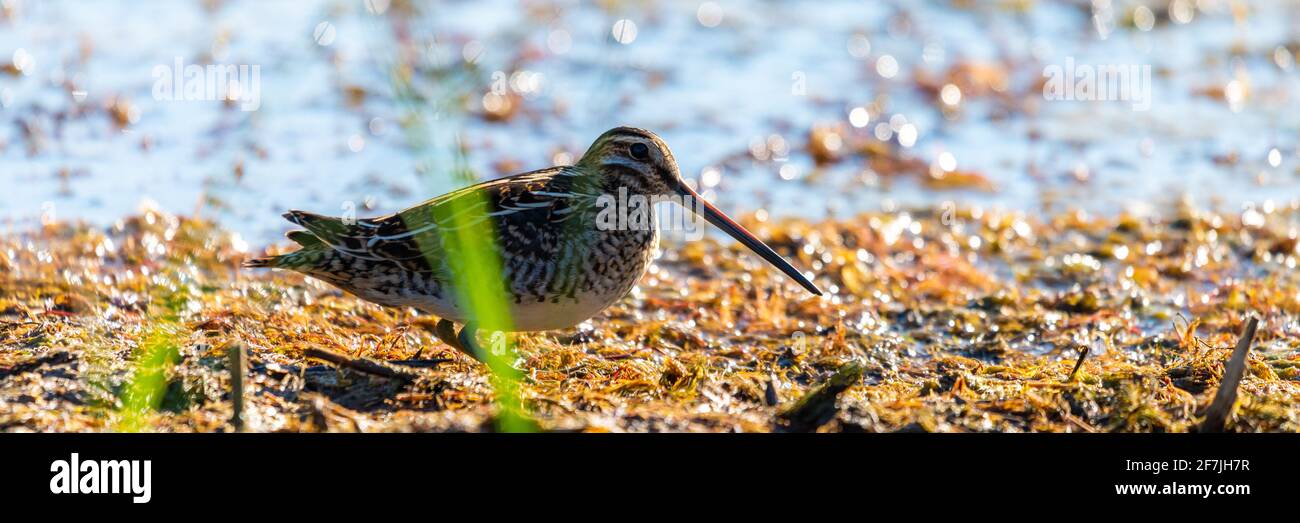 Snipe in swamp. Birds in wild nature and habitat Stock Photo - Alamy