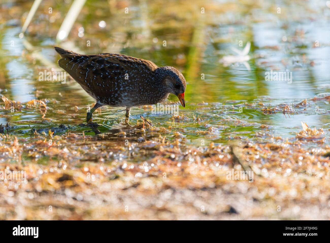 Spotted crake water rail hi-res stock photography and images - Alamy