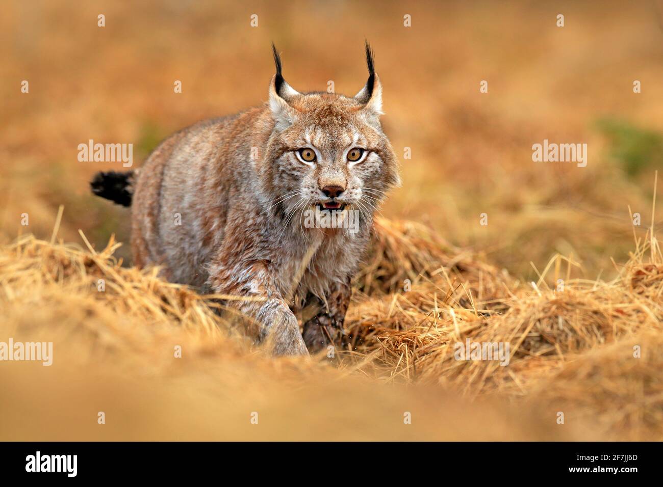 Lynx in green forest. Wildlife scene from nature. Walking Eurasian lynx ...