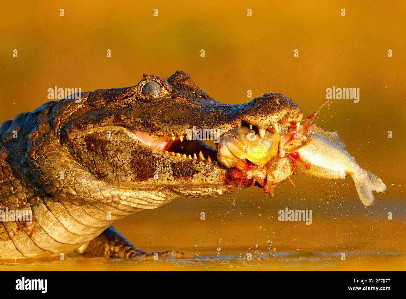 Crocodile teeth fish hi-res stock photography and images - Alamy