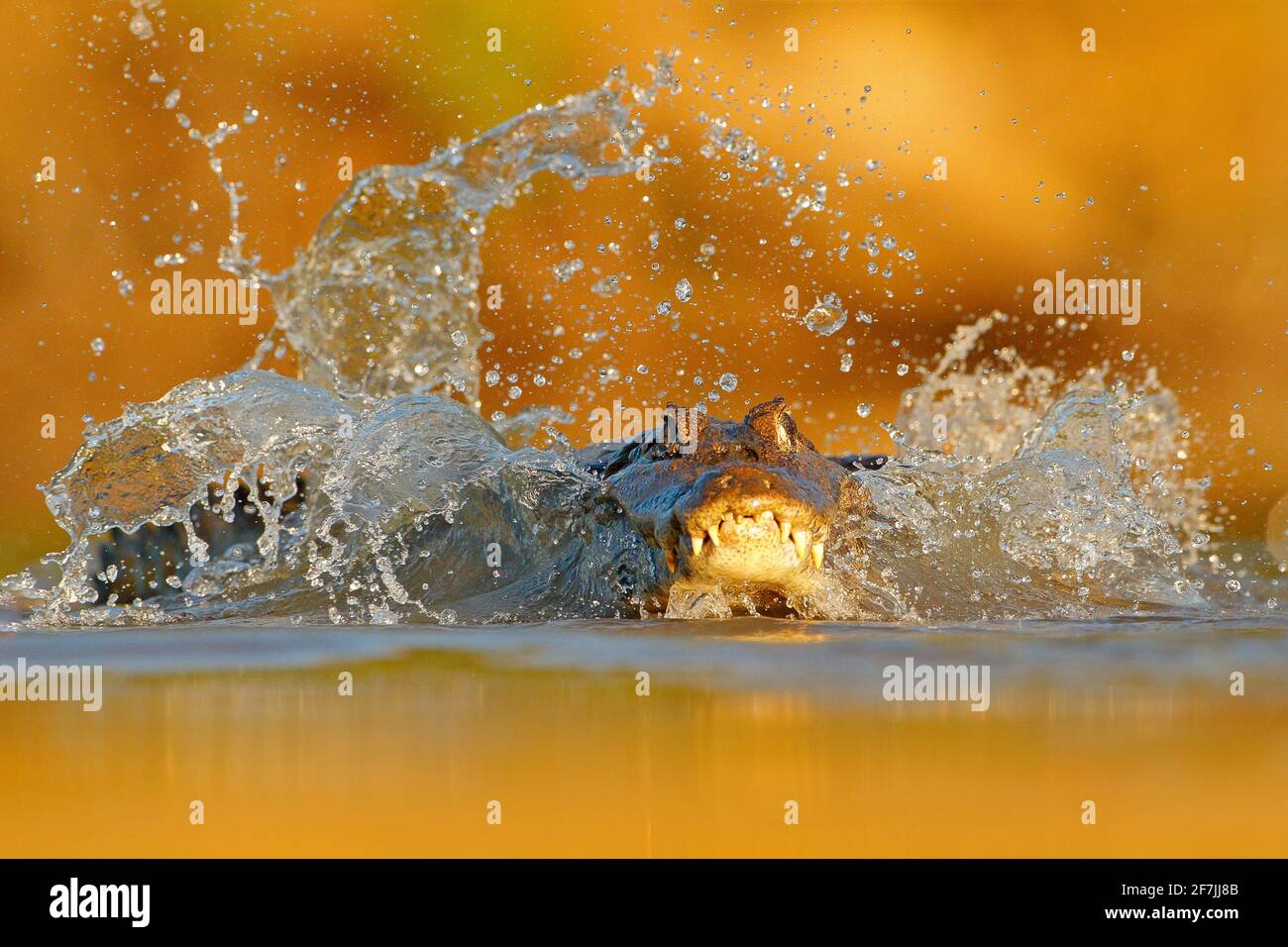 Yacare Caiman, Pantanal, Brazil. Water splash with danger animal in ...