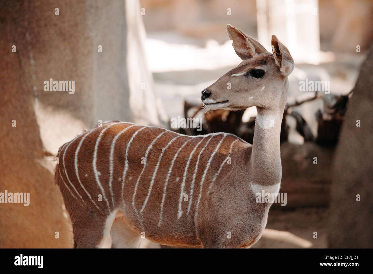 Lesser kudu close up. East African endangered antelope Stock Photo - Alamy