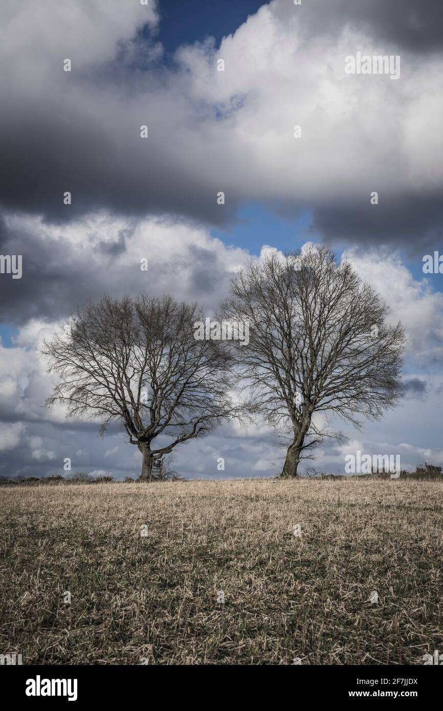 bald trees on a rural field Stock Photo - Alamy