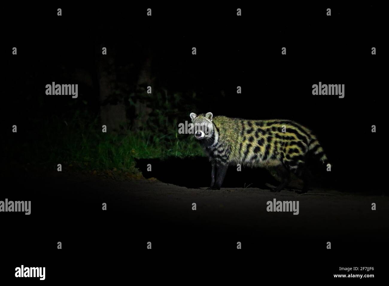 African civet hi-res stock photography and images - Alamy