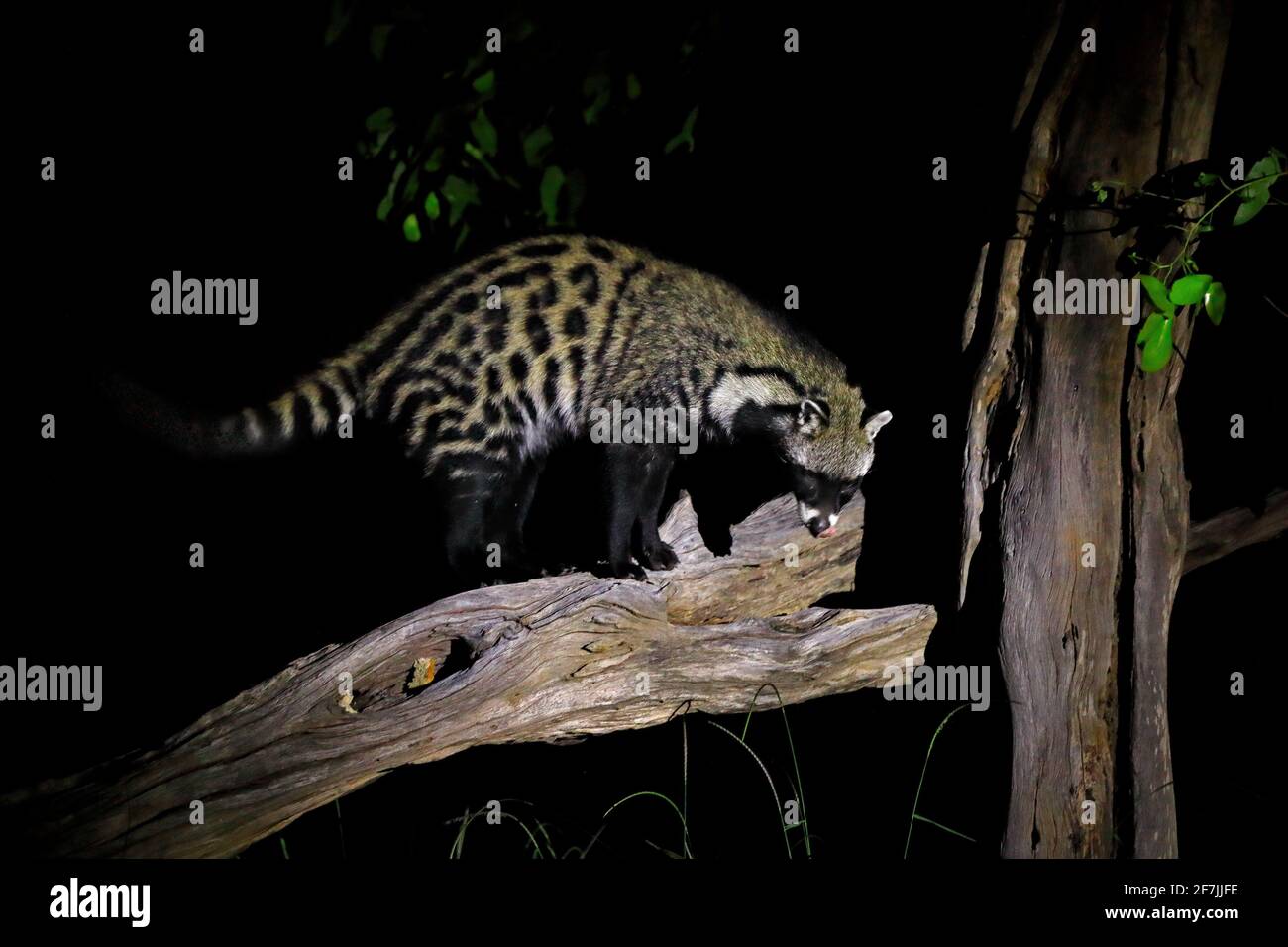 African Civet, Civettictis Civetta, Moremi Game Reserve, Botswana ...