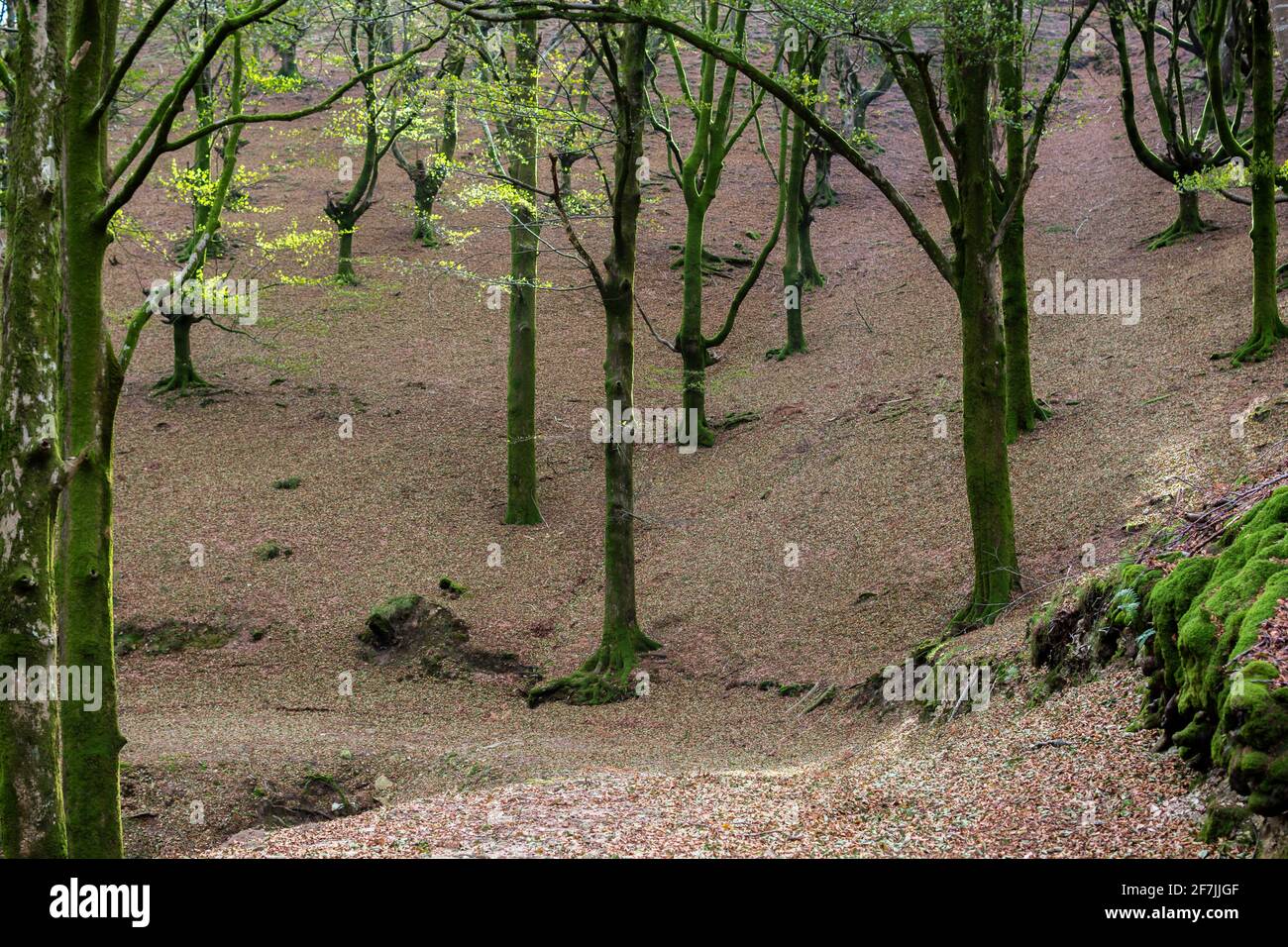 images of forests in Gipuzkoa, in the Basque Country, in Spain, in ...