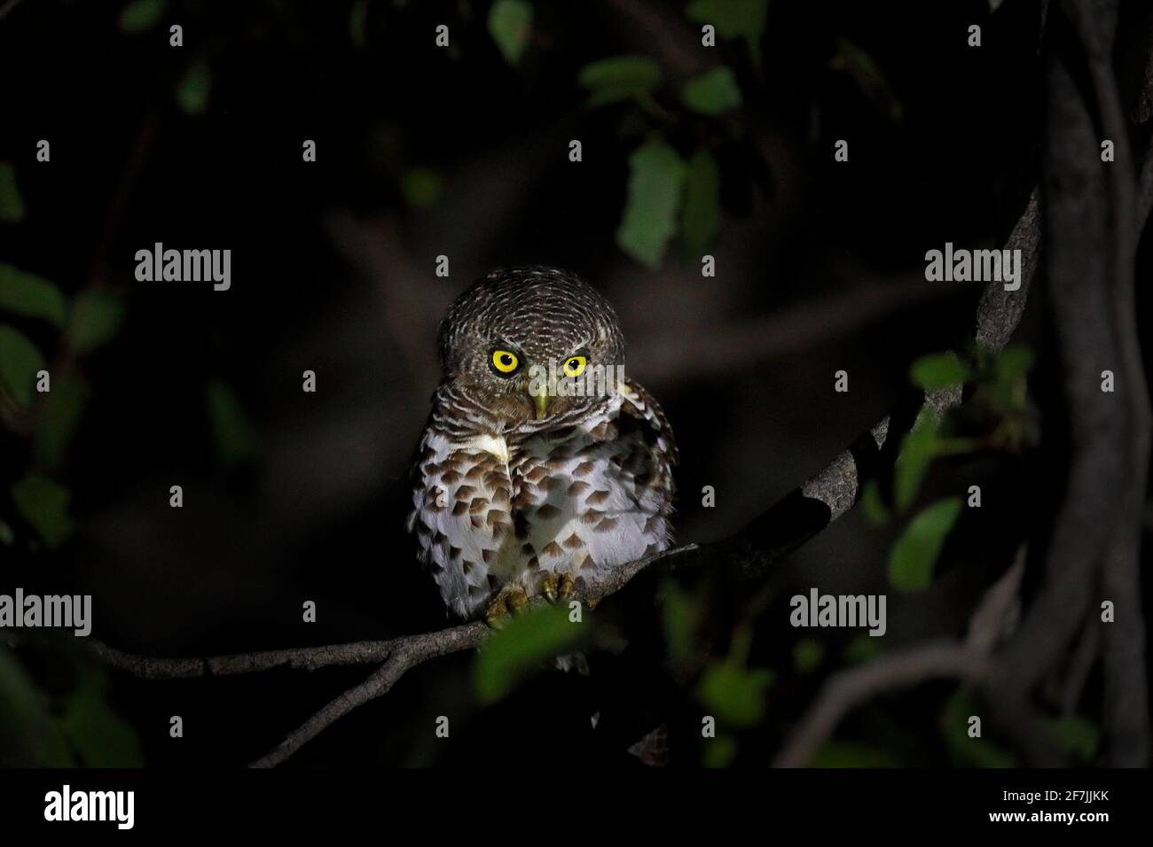 African barred owlet, Glaucidium capense, Bird in the nature habitat in ...