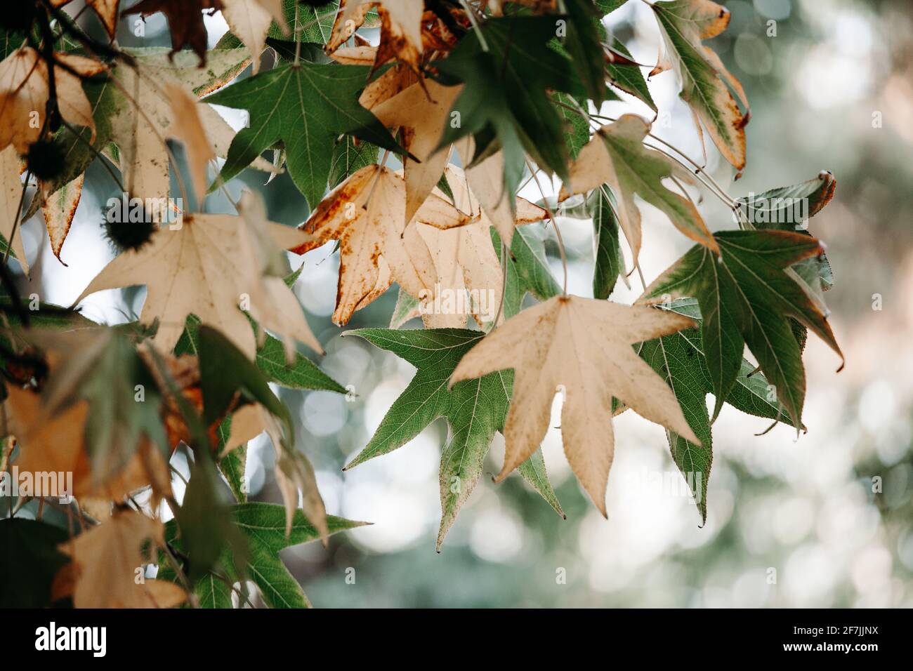 fall leaves background. Maple tree leaves in september Stock Photo - Alamy