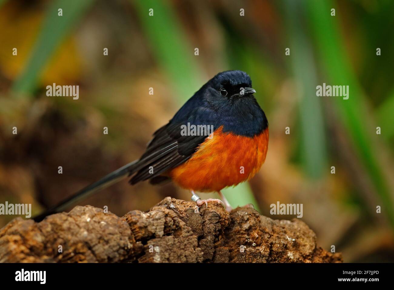 Shama Bird High Resolution Stock Photography and Images - Alamy