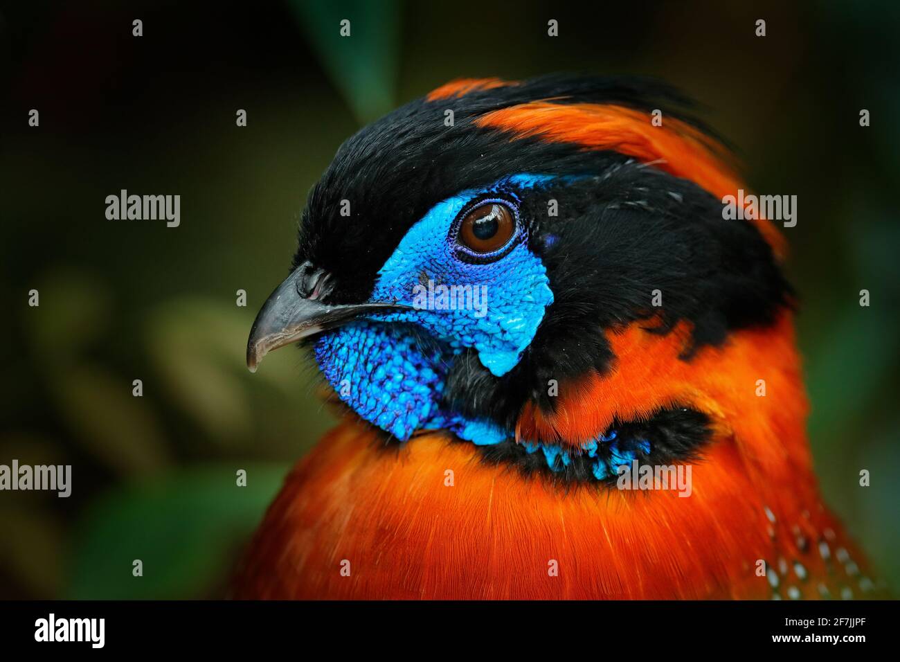 Temminck's Tragopan, Tragopan temminckii, detail portrait of rare ...