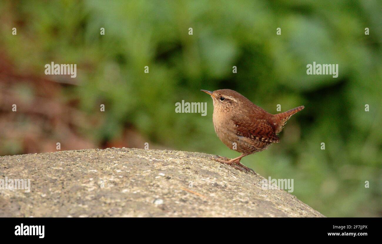 European wren flying hi-res stock photography and images - Alamy
