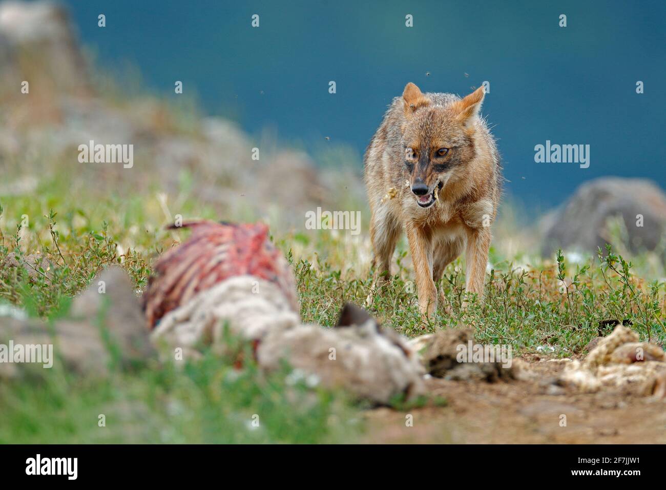 Carcass animal desert hi-res stock photography and images - Alamy