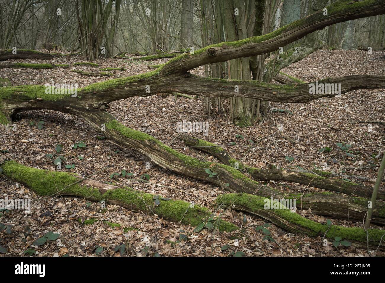 weathered tree in winter woodland Stock Photo - Alamy