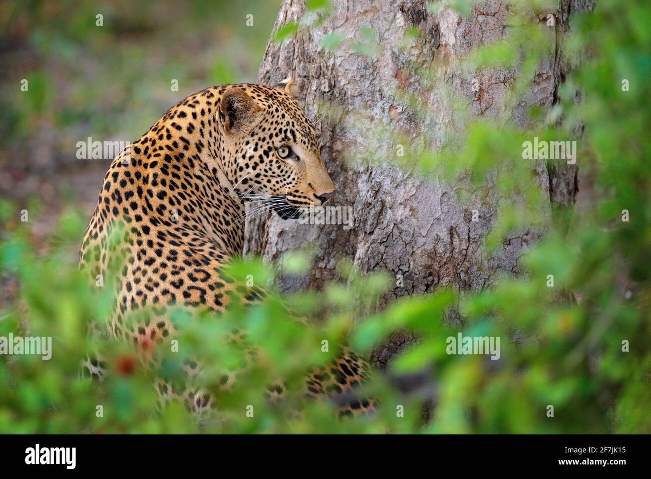Wild cat hidden portrait in the nice forest tree vegetation. Big ...