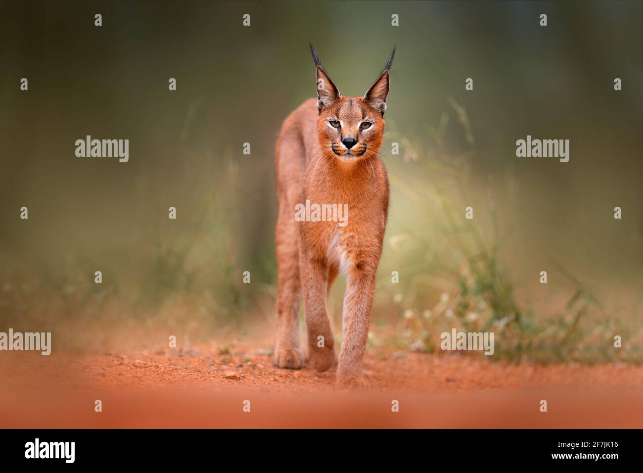 Caracal, African lynx, in green grass vegetation. Beautiful wild cat in ...