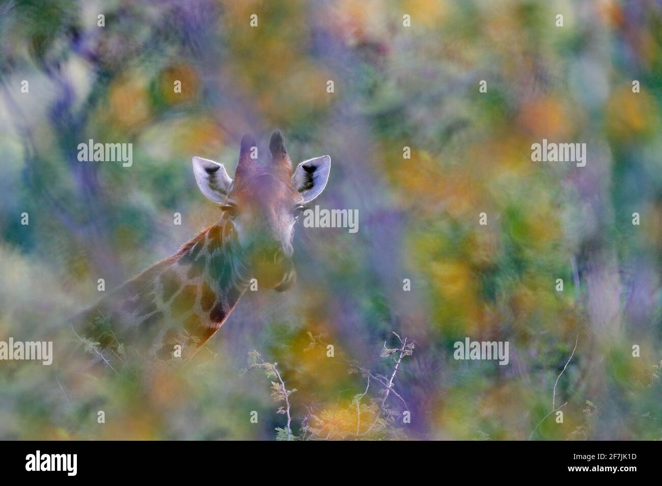 Giraffe hidden in orange and green autumn vegetation. Giraffes head in ...