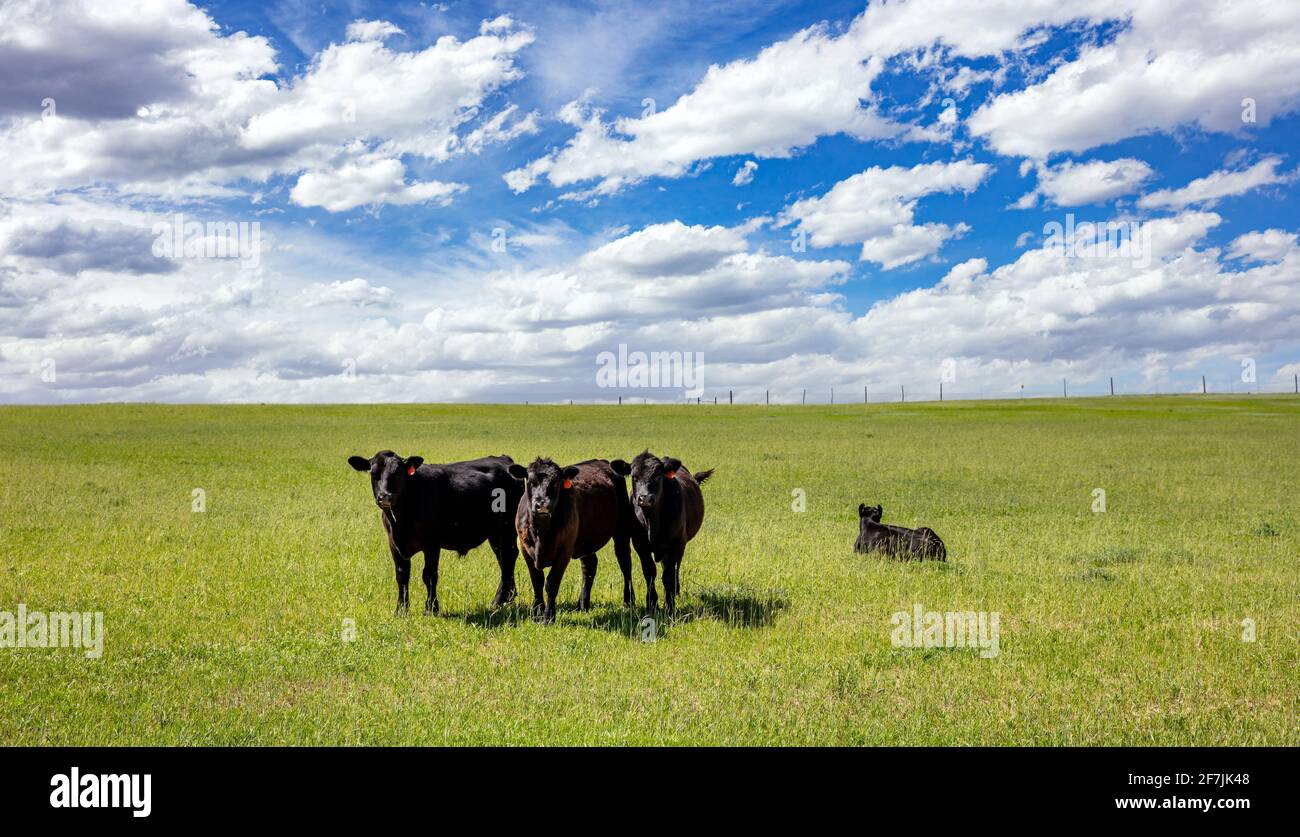 Black angus cattles in the countryside. Cows grazing in a pasture ...