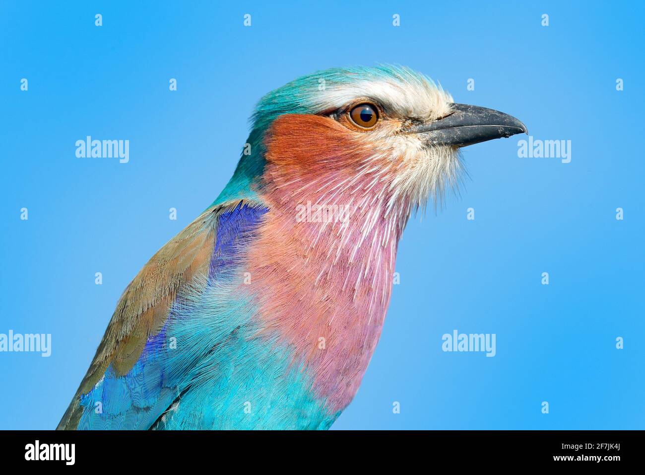 Bird lilac breasted roller hi-res stock photography and images - Alamy