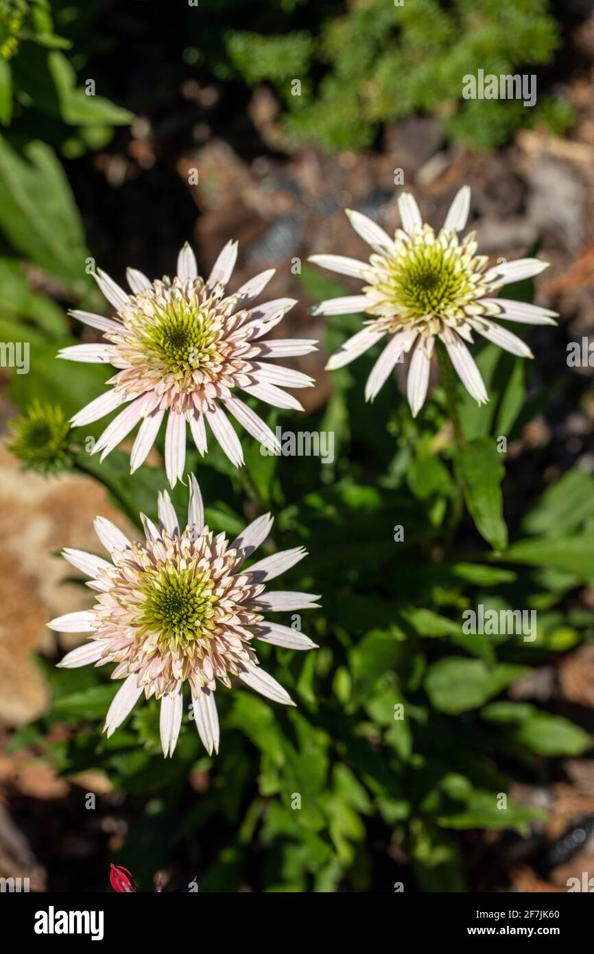 Flowers of Echinacea - an herb stimulating the immune system Stock ...