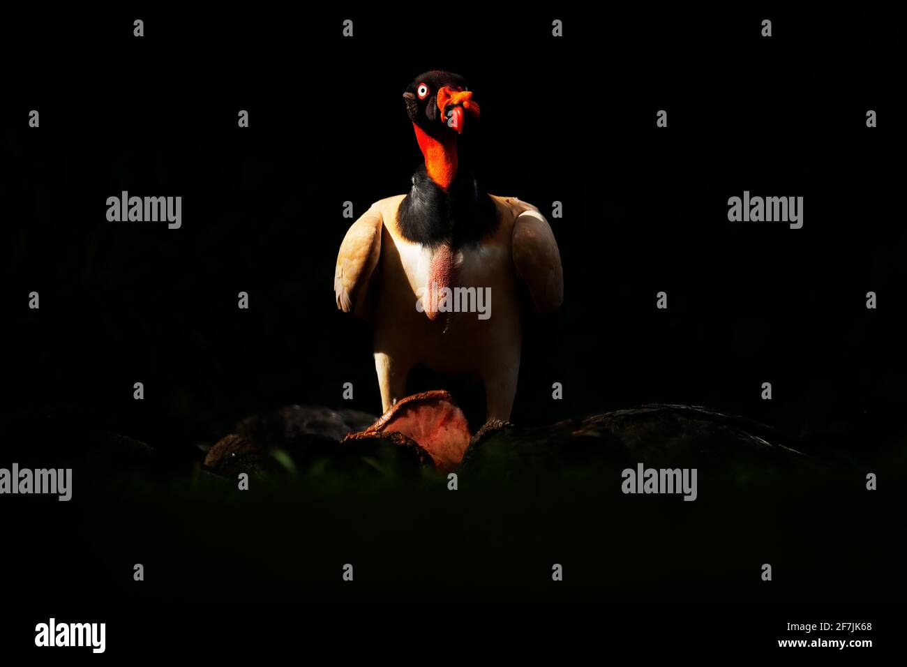 King vulture, Costa Rica, large bird found in South America. Wildlife ...