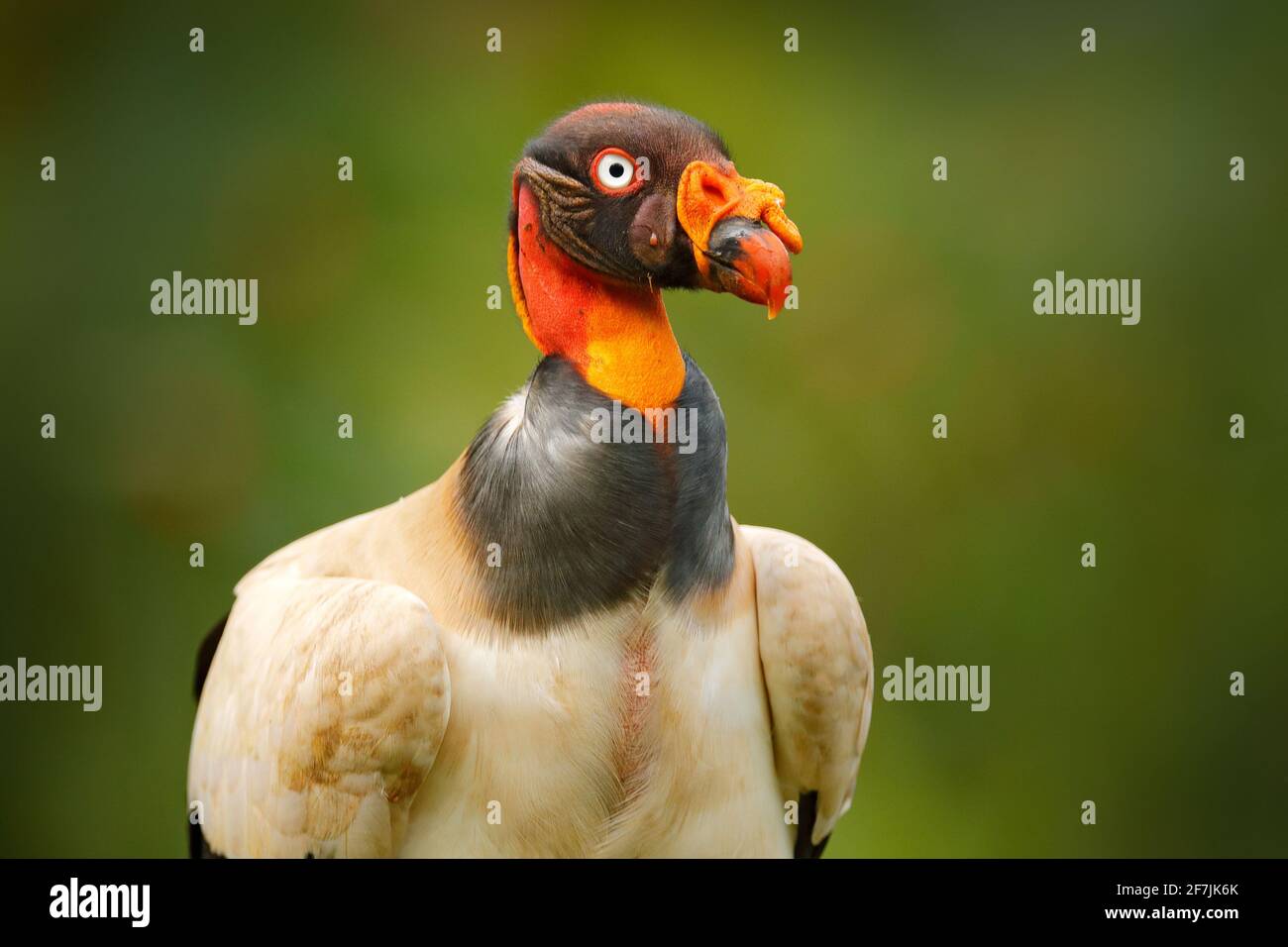 King vulture, Costa Rica, large bird found in South America. Flying ...
