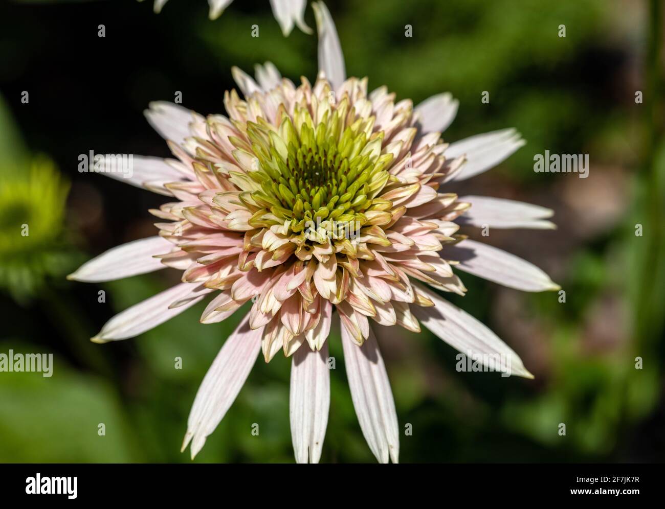 Flowers of Echinacea - an herb stimulating the immune system Stock ...