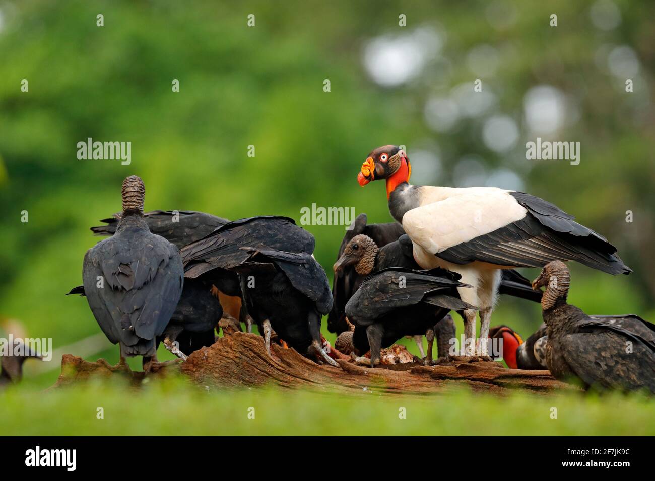 King vulture, Costa Rica, large bird found in South America. Flying ...