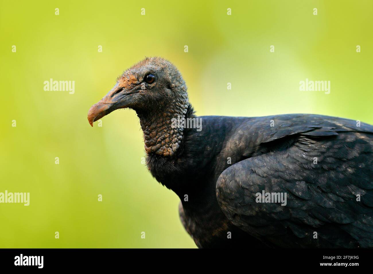Open vile hi-res stock photography and images - Alamy