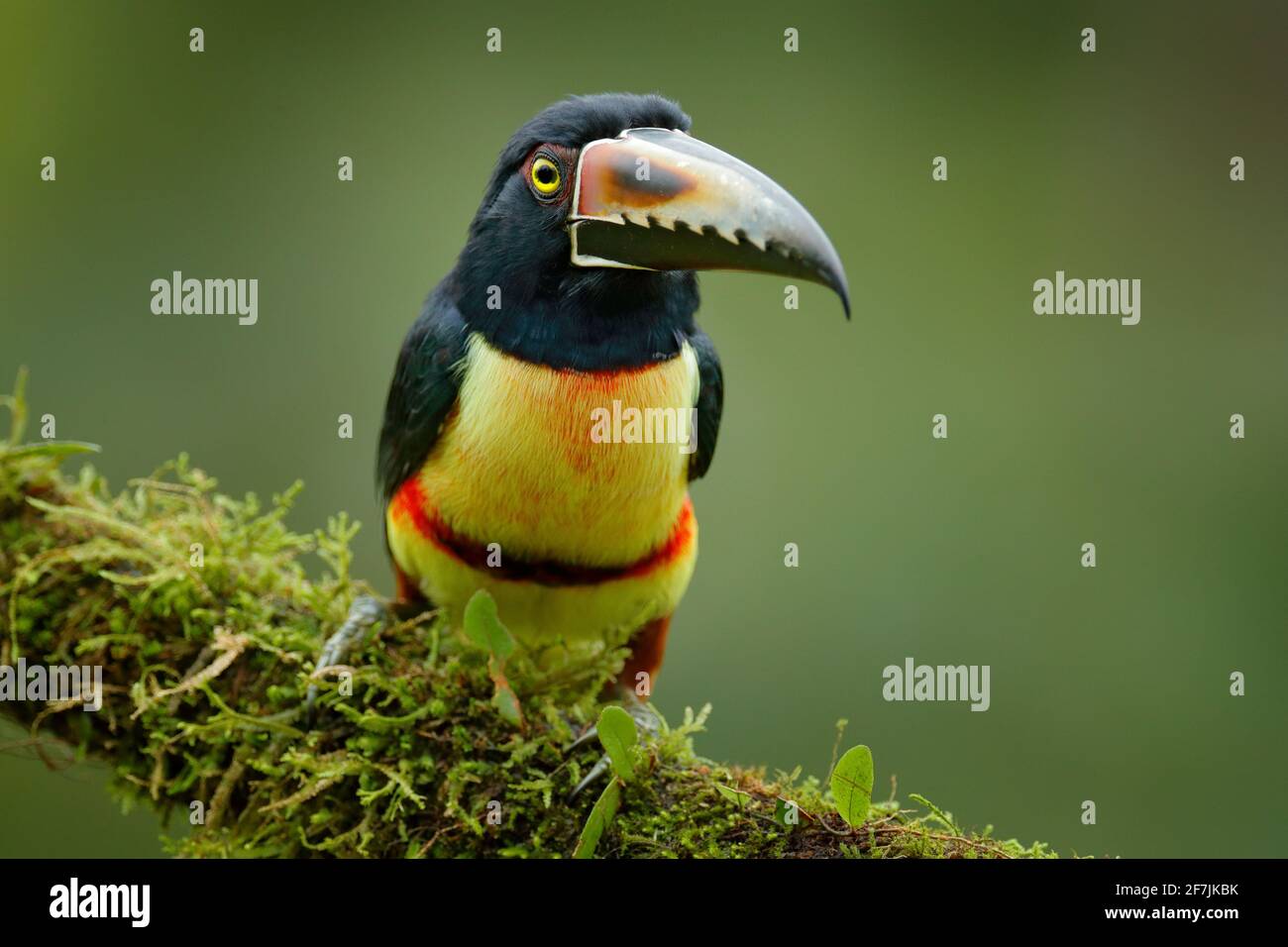 Small toucan Collared Aracari, Pteroglossus torquatus, bird with big ...