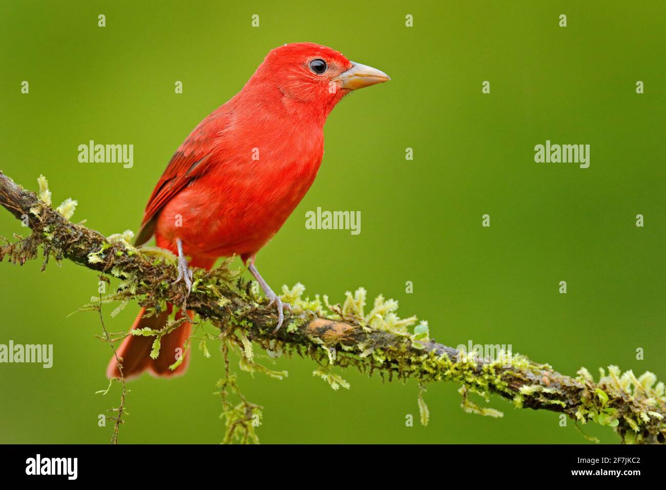 Summer Tanager Habitat