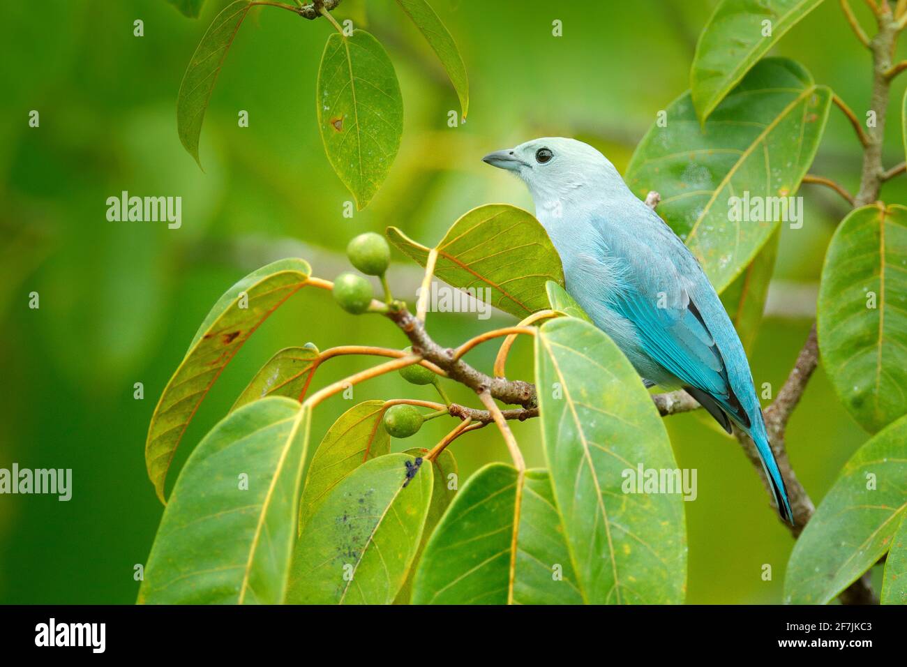 Blue-gray tanager on mossy branch in green vegetation. Light blue bird ...