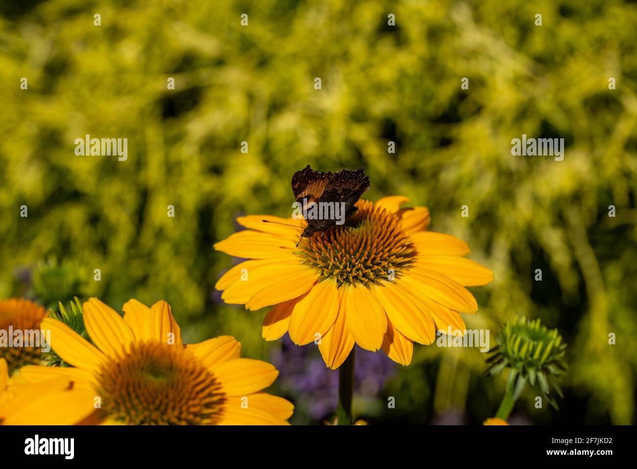Rudbekia Yellow Daisy flowers in ornamental garden Stock Photo - Alamy