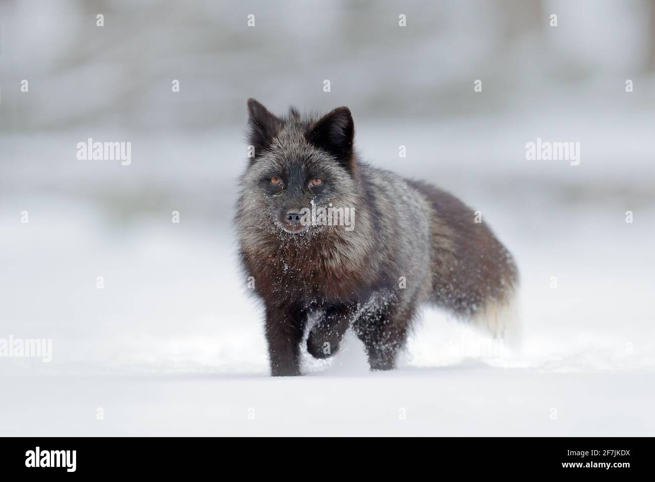 Black silver fox, rare form. Black animal in white snow. Winter scene ...