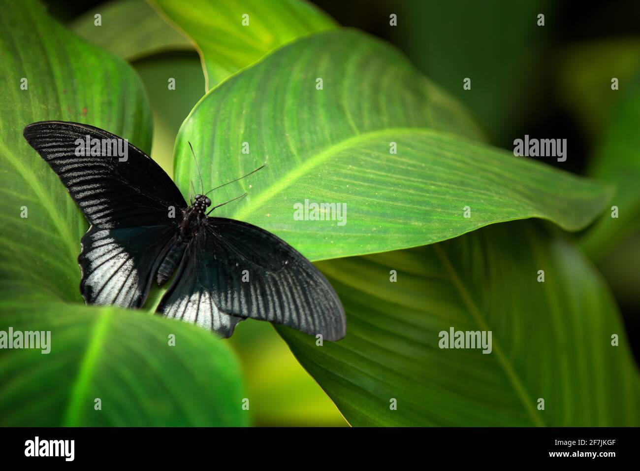 Great Mormon, Papilio memnon, resting on the green branch. Wildlife ...