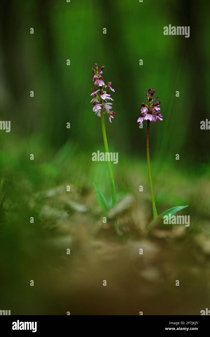 Lady Orchid, Orchis purpurea, flowering European terrestrial wild ...