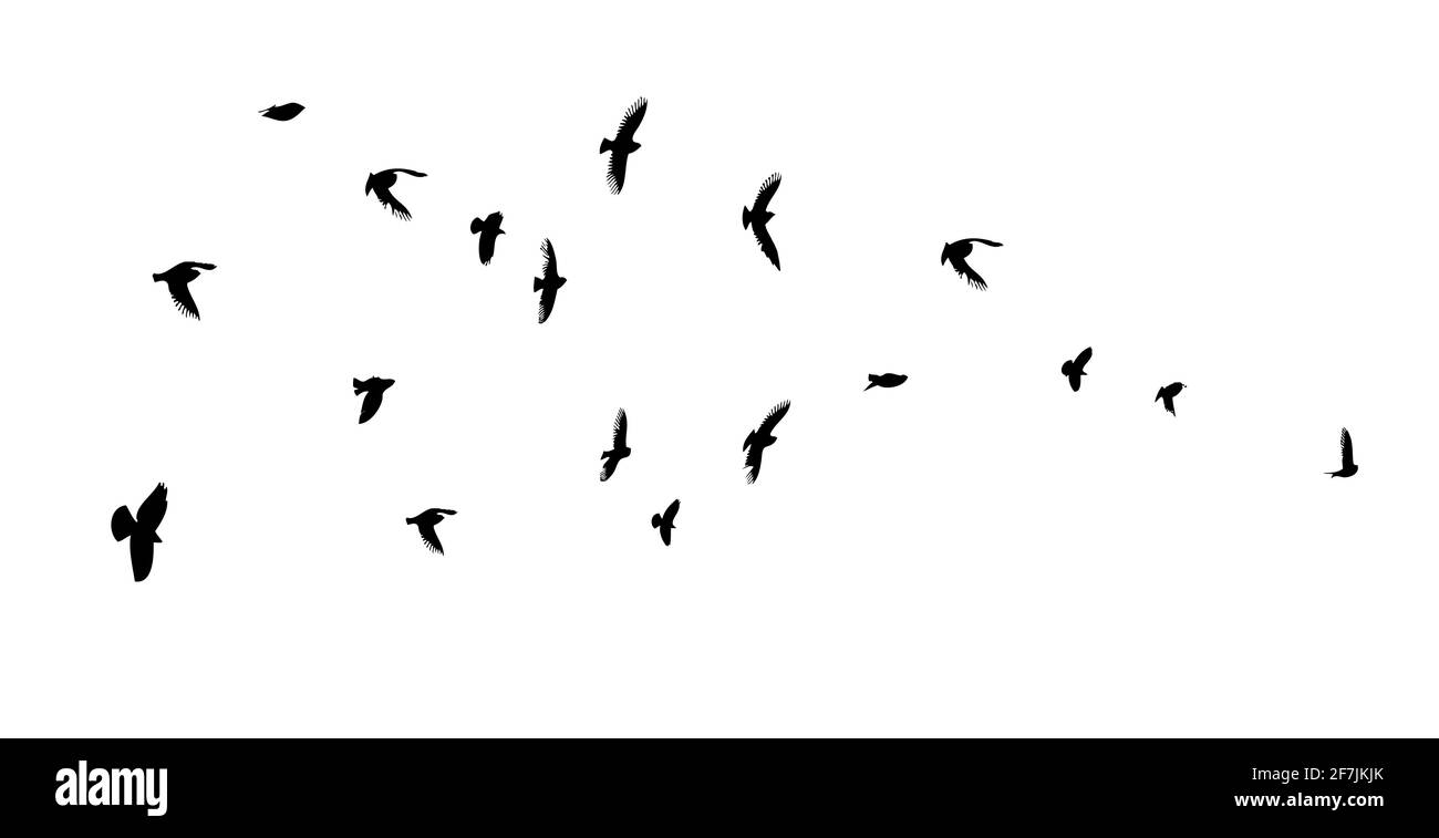 Silhouette of a robin Black and White Stock Photos & Images - Alamy