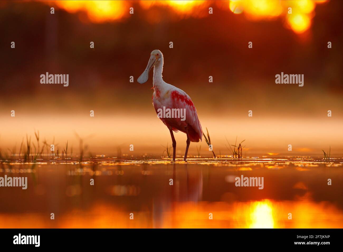 Long flat beak hi-res stock photography and images - Alamy