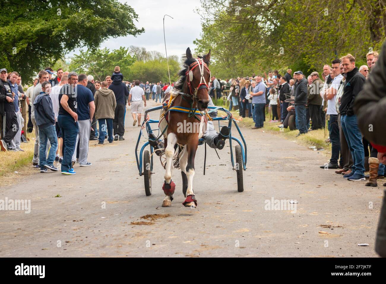 gypsy Romany men man leading horses and buggy pony trap during Appleby ...