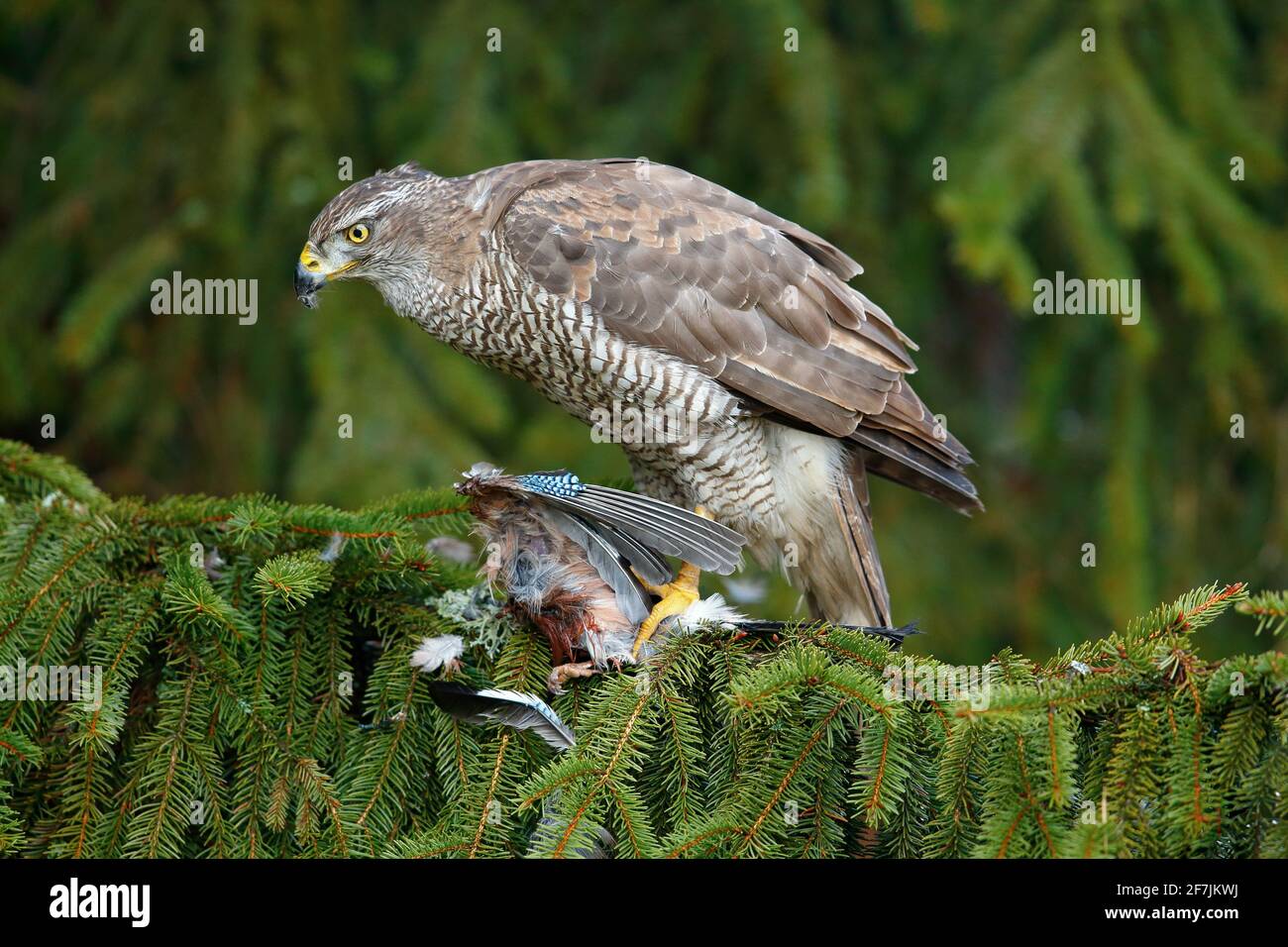 Bird behaviour. Bird of prey Goshawk kill jay on green spruce tree ...