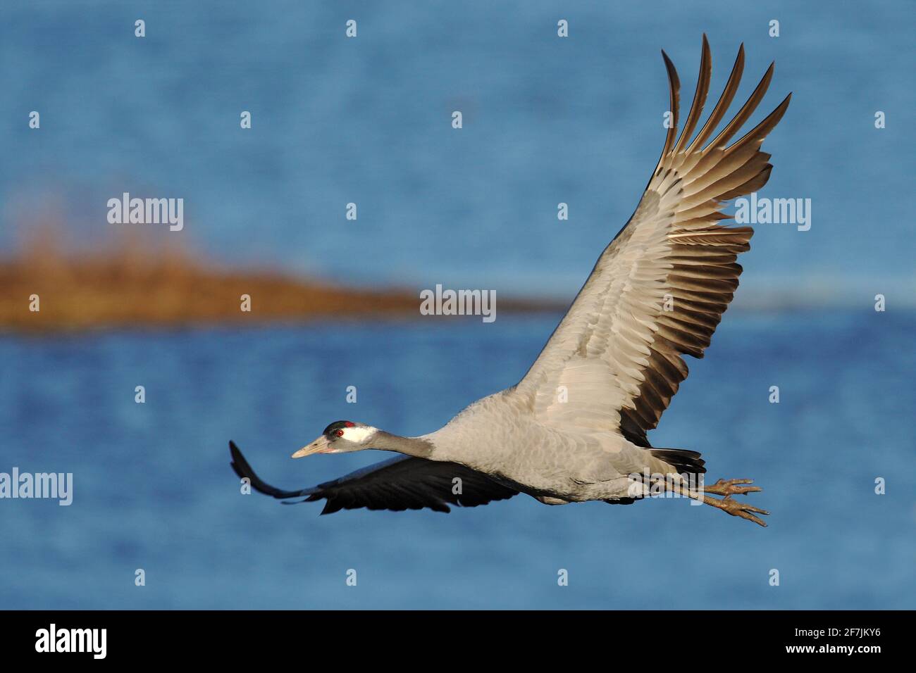 Common Crane, Grus grus, big bird flying the nature habitat, Lake ...