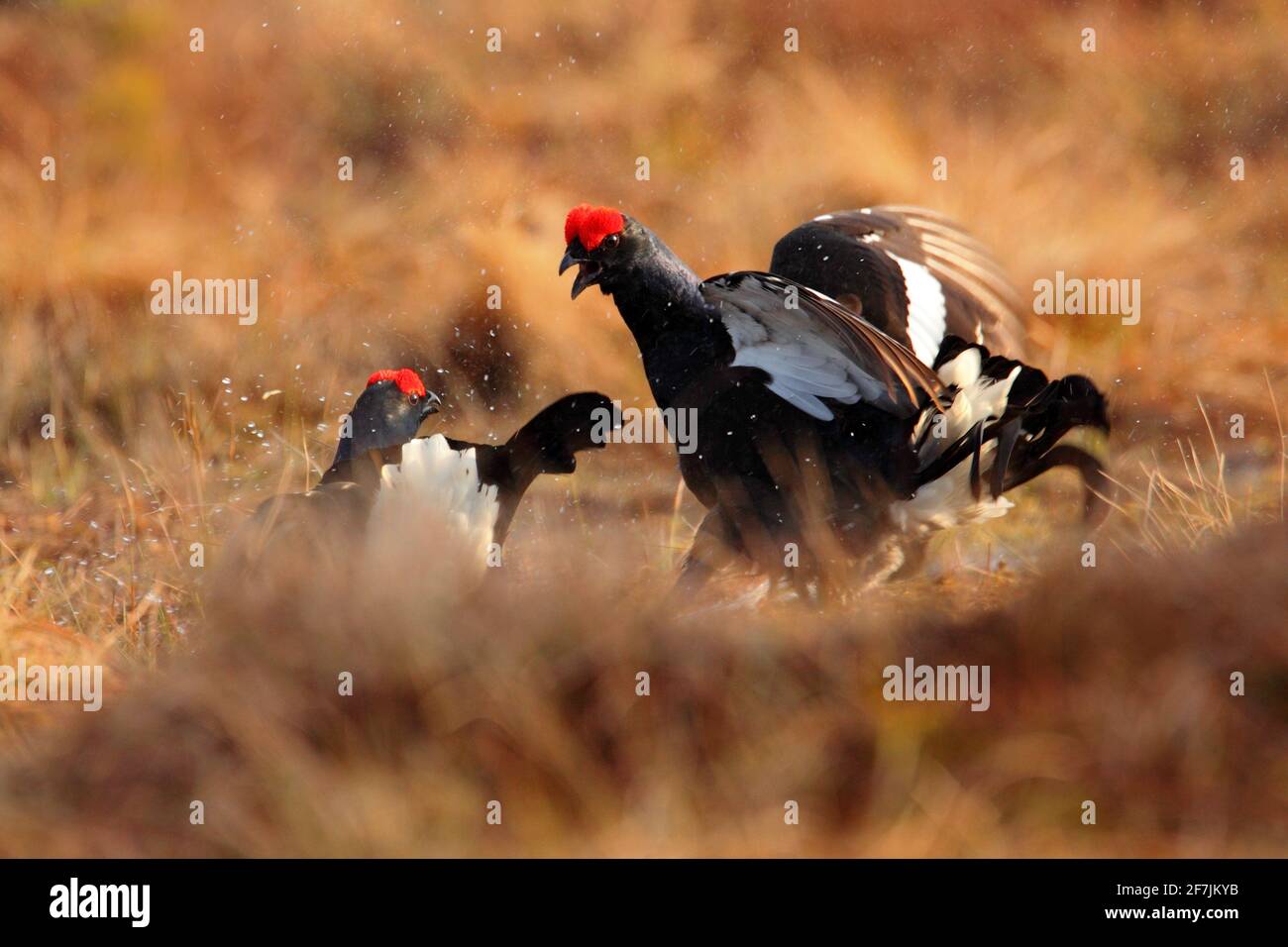 Black Grouses, Tetrao tetrix, lekking fight black birds in marshland ...