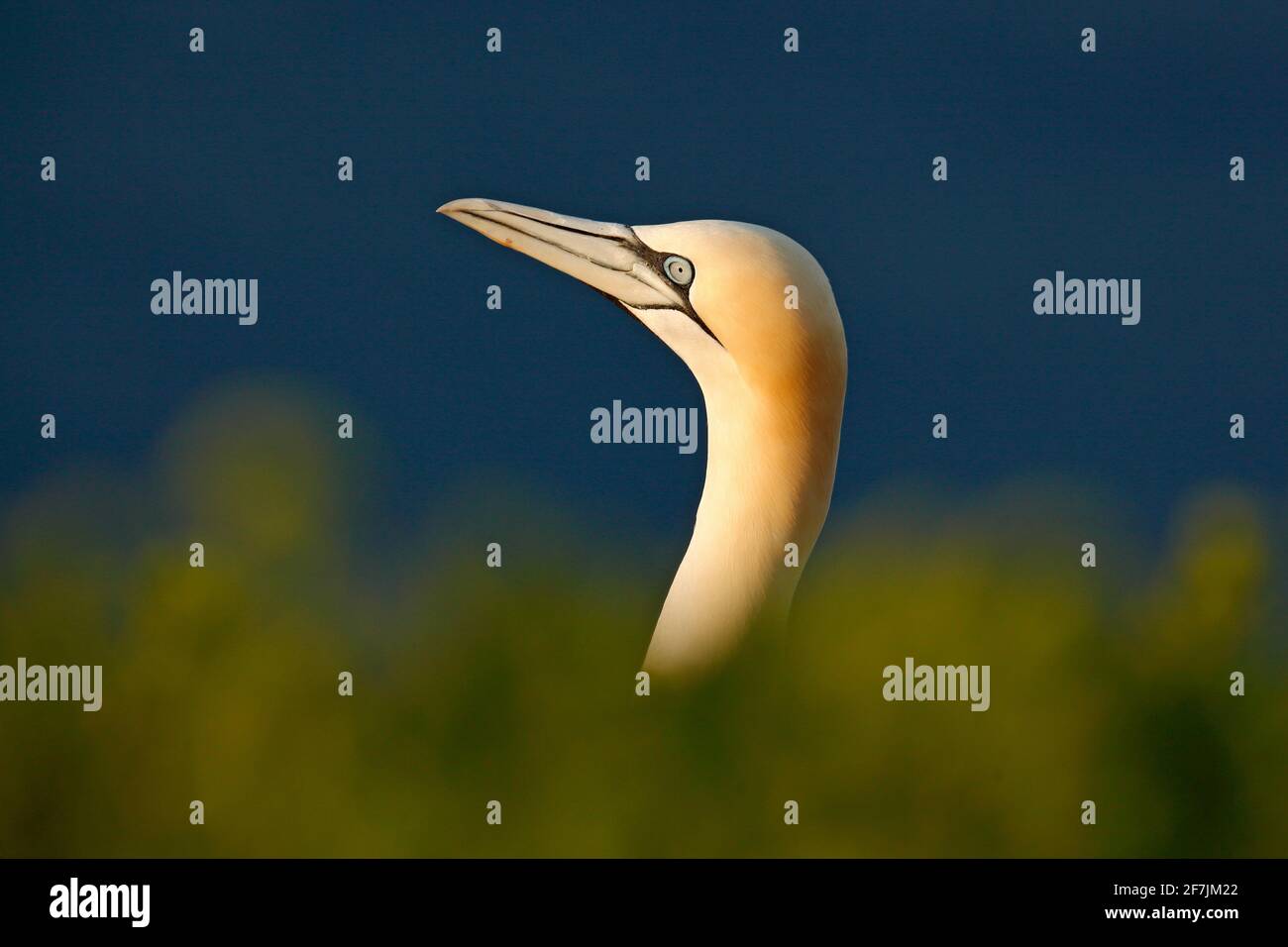 Northern gannet, detail head portrait of sea bird sitting on the nest ...