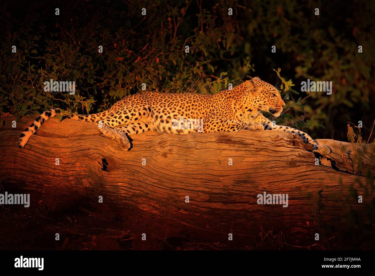 Wild cat wil hi-res stock photography and images - Alamy