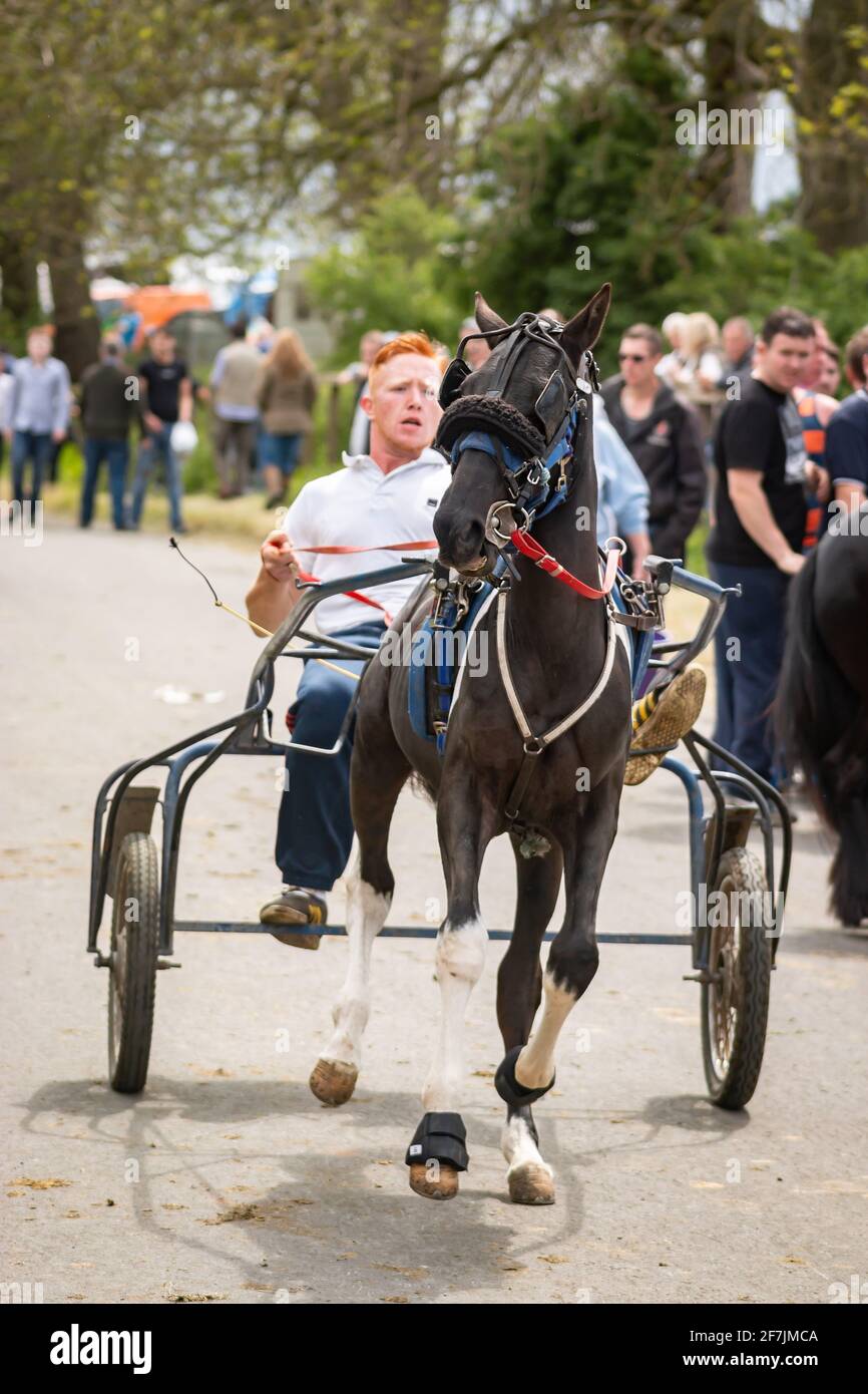 gypsy Romany men man leading horses and buggy pony trap during Appleby ...