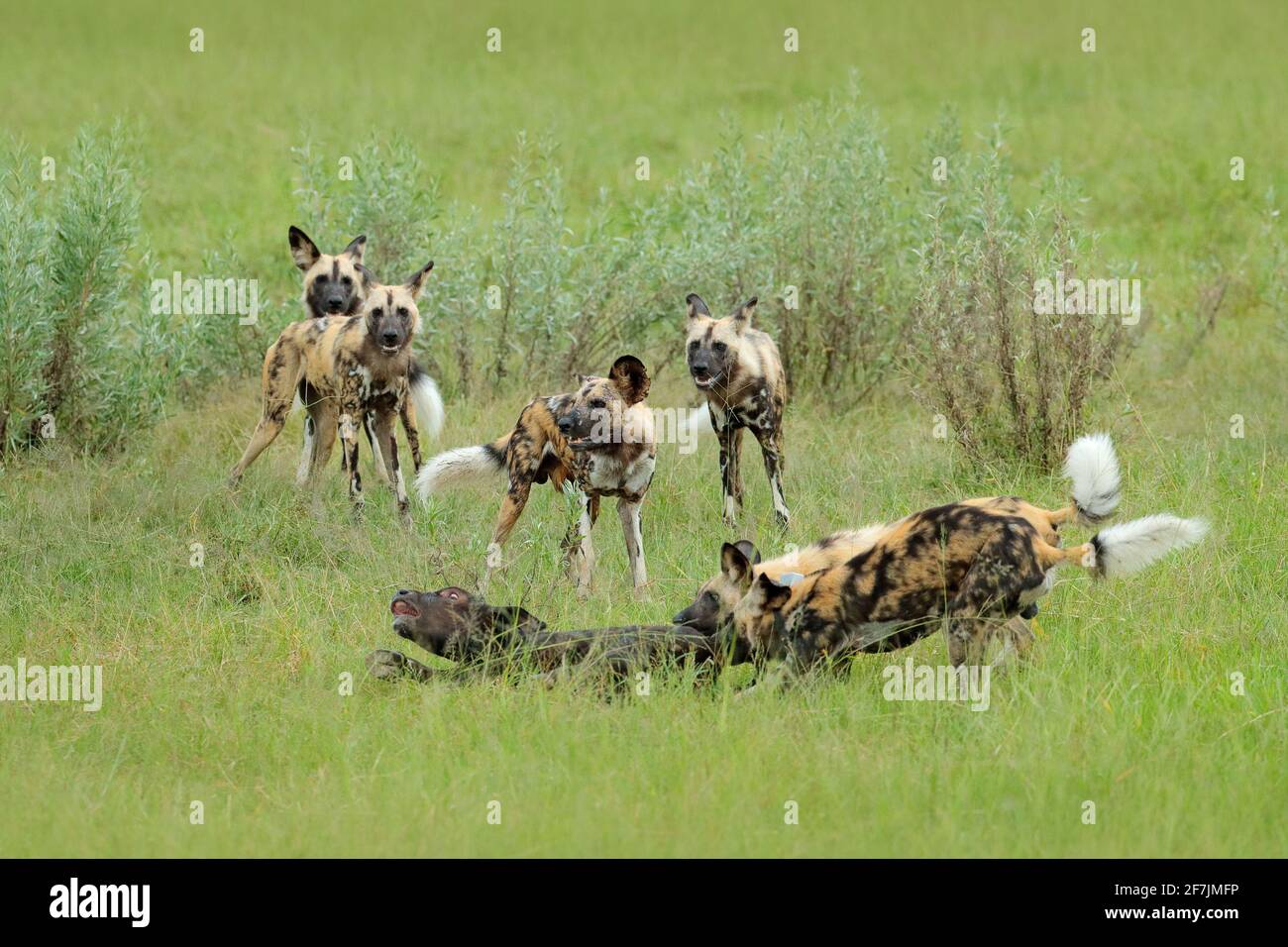 Wild Dog Hunting in Botswana, buffalo cow and calf with predator ...