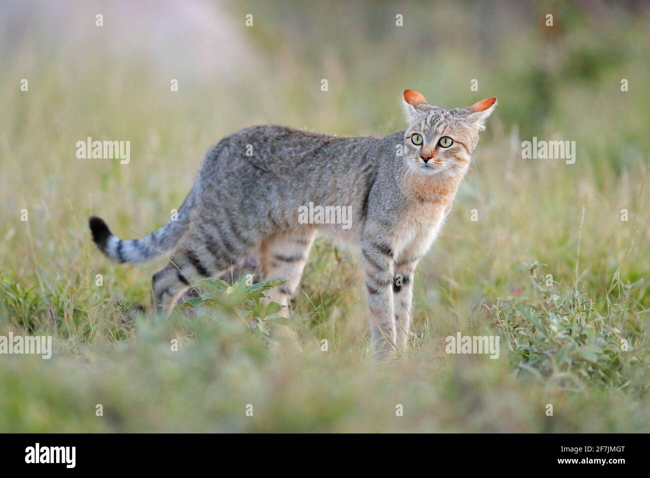 African wildcat, Felis lybica, also called Near Eastern Wild Cat. Wild ...