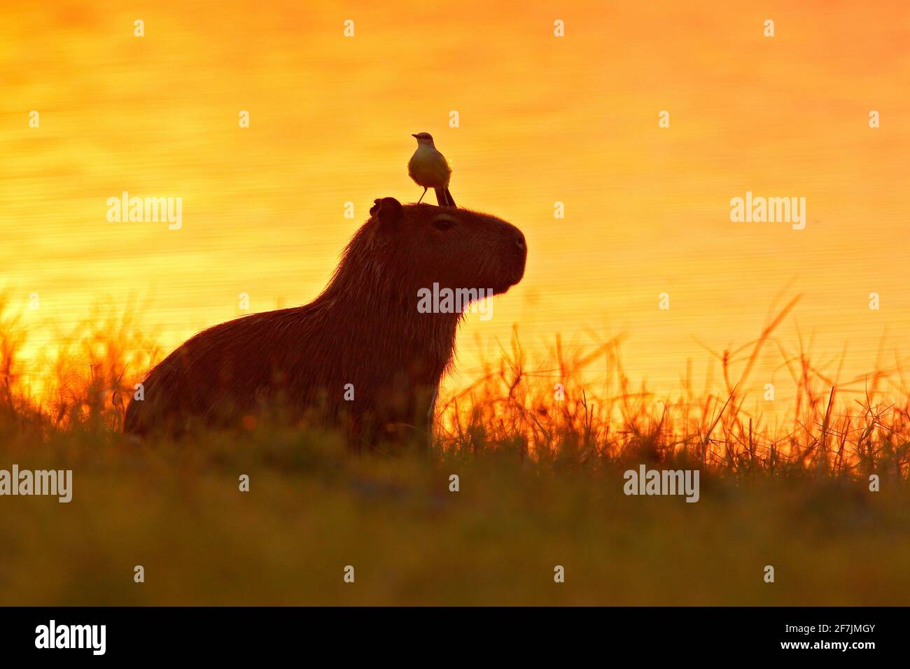 Biggest Mouse In The World